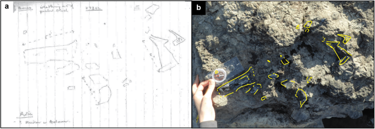 Scientists discover 166-million-year-old dog-sized dinosaur that lived ...