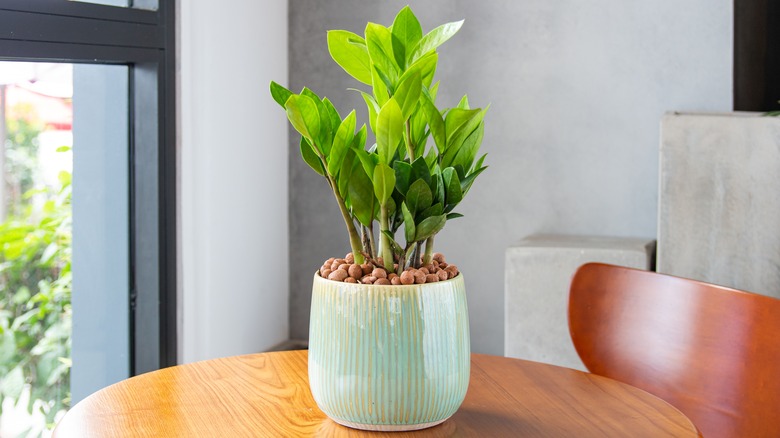 25 indoor plants that will thrive in a small space