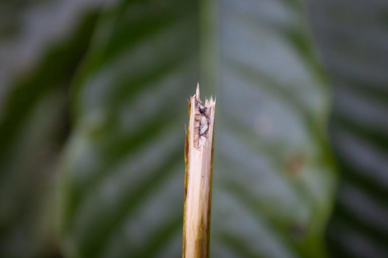 Why shot‑hole borers are killing California trees — and hard to stop