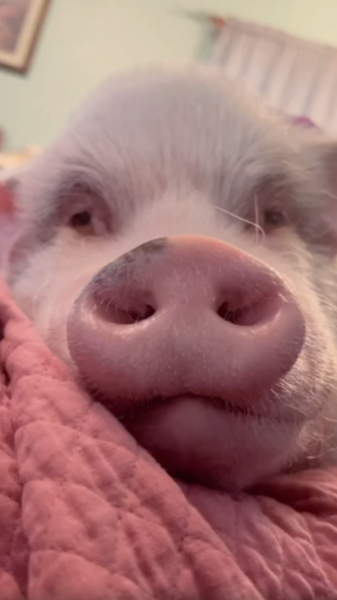 Adorable piggy pampering moments that are too cute to miss