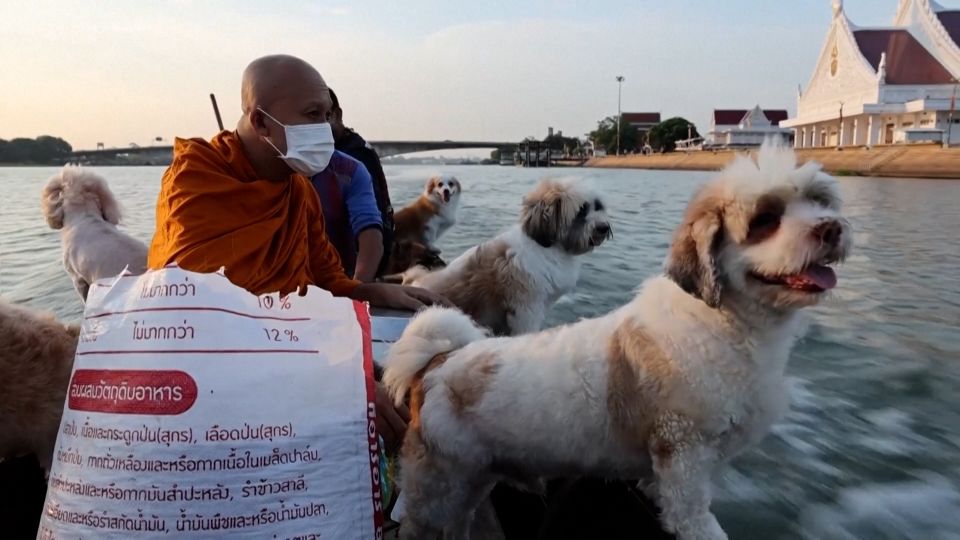 Los perros del templo siguen a este monje cada mañana