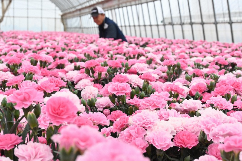 Mother's Day carnations in Japan face price rises as oil costs climb