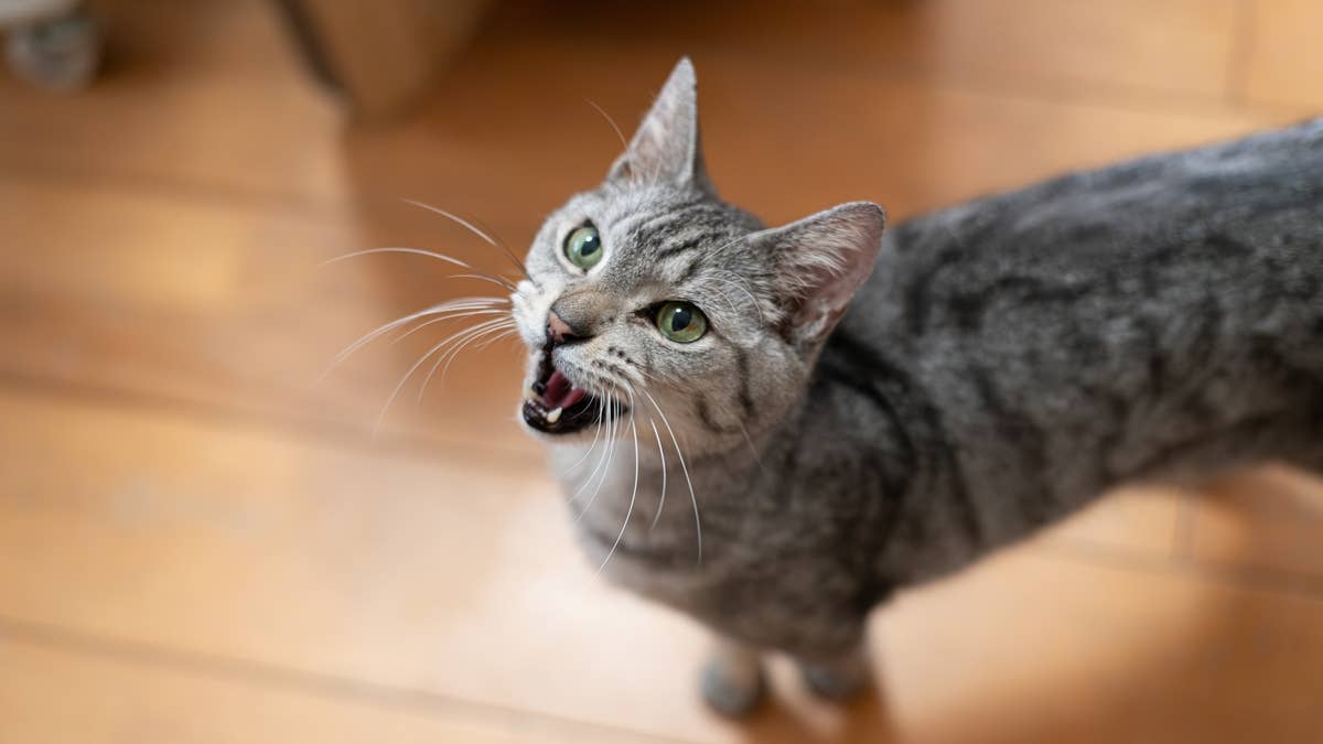 Tabby cat's clever plan to keep mom home from work is total boss material
