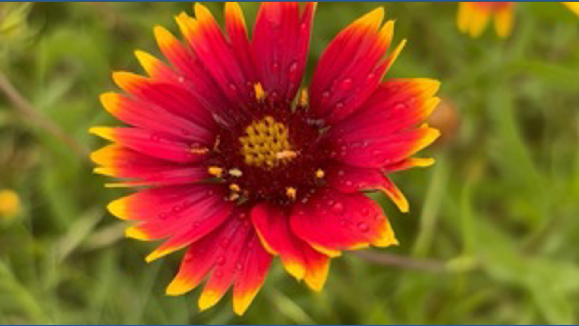 Wildflowers on display at Pace Bend Park