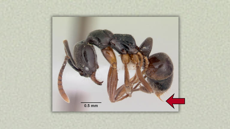 Warm weather helps invasive ant with life-threatening sting spread north