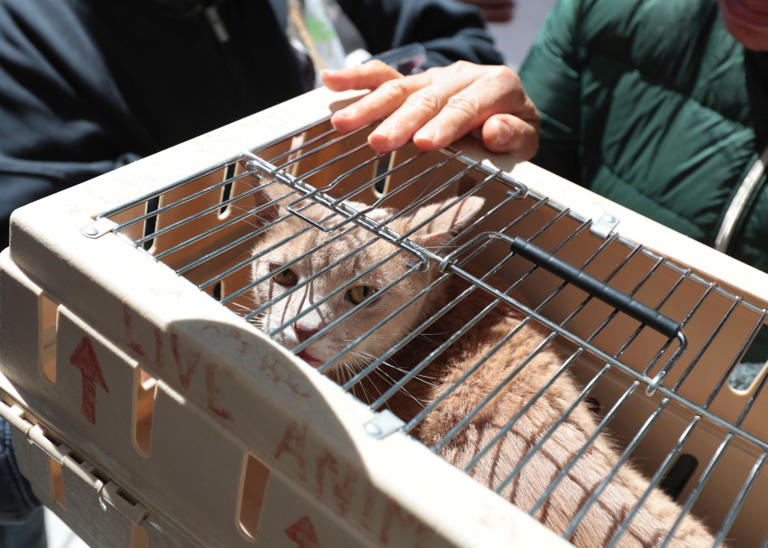 Cat trapped in building after massive NYC fire rescued, five more pets ...