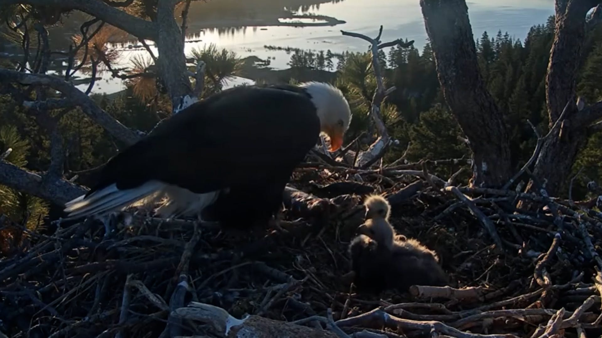 Big Bear eagle live cam draws emotional fans watching nature unfold
