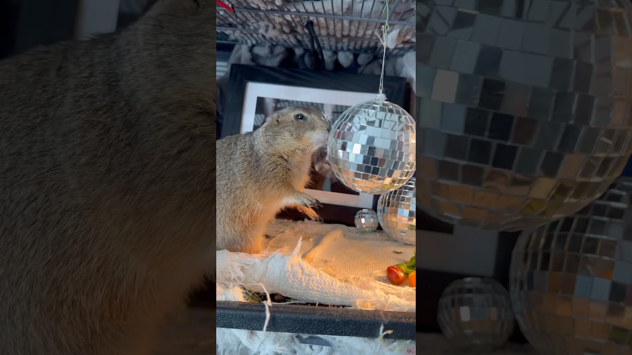 This prairie dog enters full chaos mode for 2024