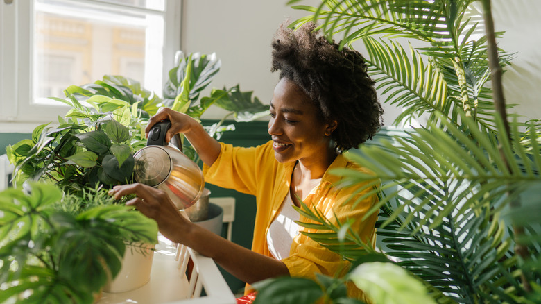 25 indoor plants that will thrive in a small space