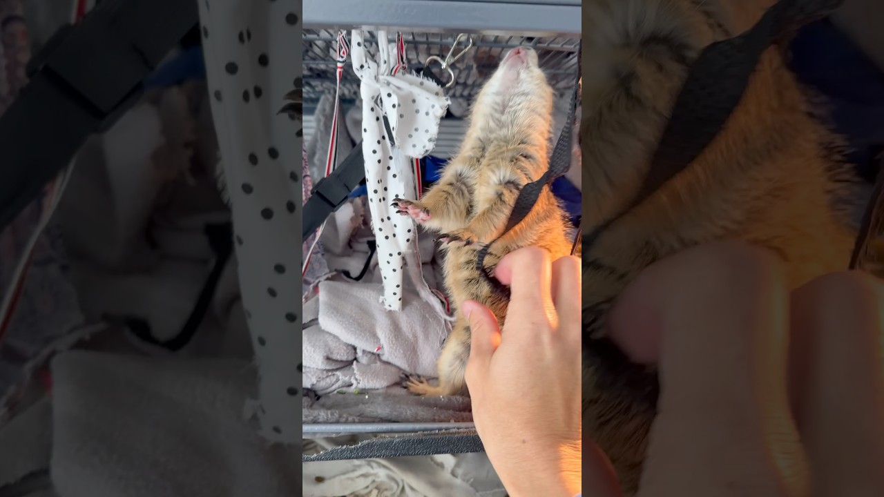 A wahoo Wednesday where plushies do the work