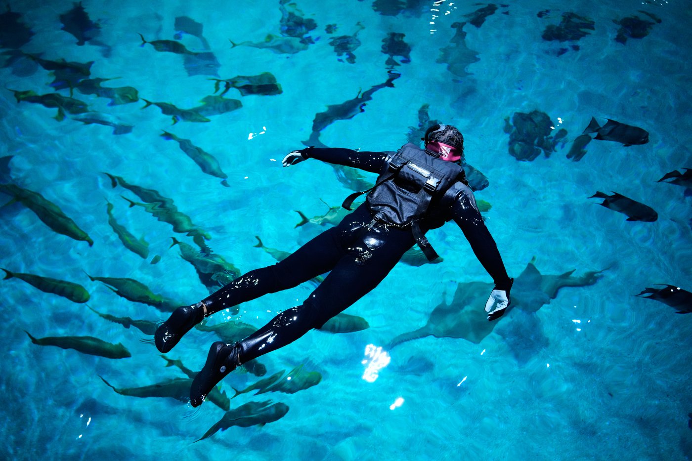 Injured US military veterans find relief and awe swimming with a whale ...