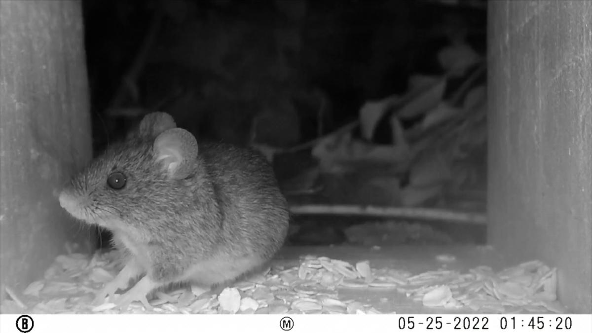 Colilargo, el ratón que transmite la cepa andina del hantavirus