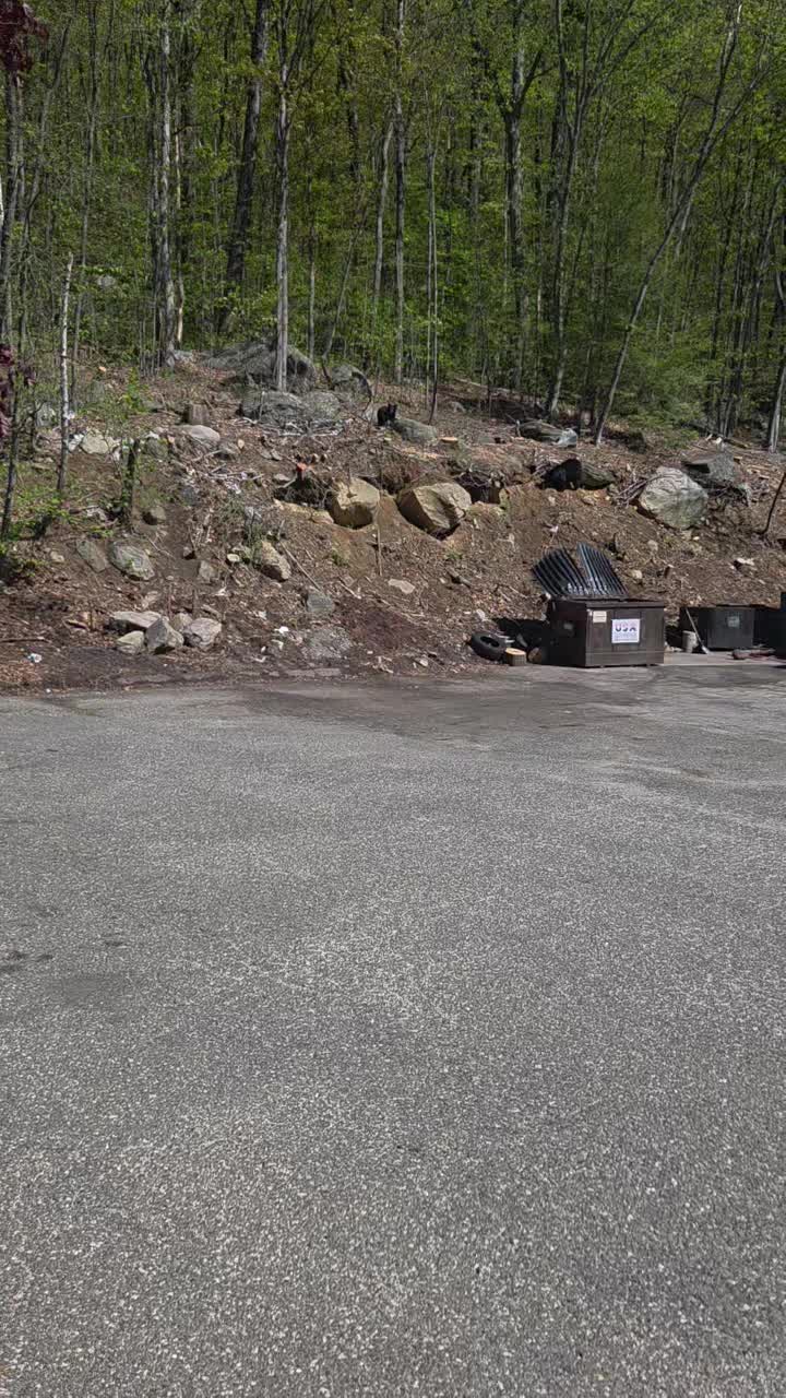 Bears sighted behind restaurant in Torrington