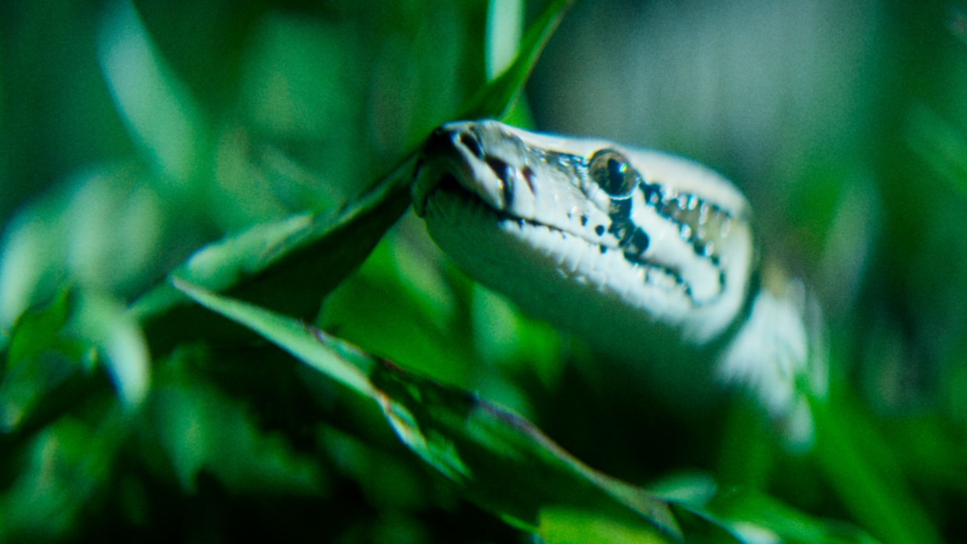 It's man vs. snake in the python hunt clip