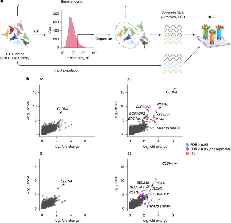 Solving a 15-year mystery: Scientists discover how gut bacteria toxin ...