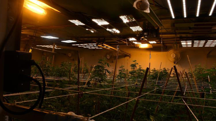Polk County investigators uncover large indoor marijuana cultivation ...