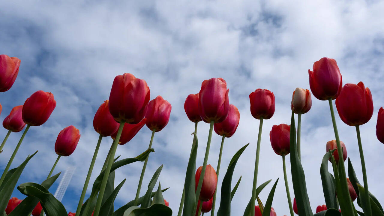 Climate change poses significant threat to global plant species