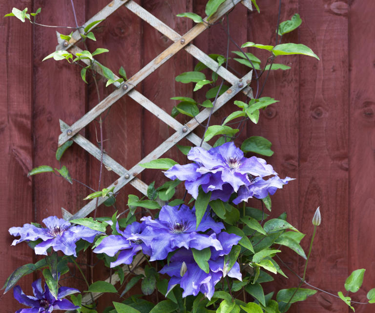 What to do with clematis in June for big blooms that return year after ...