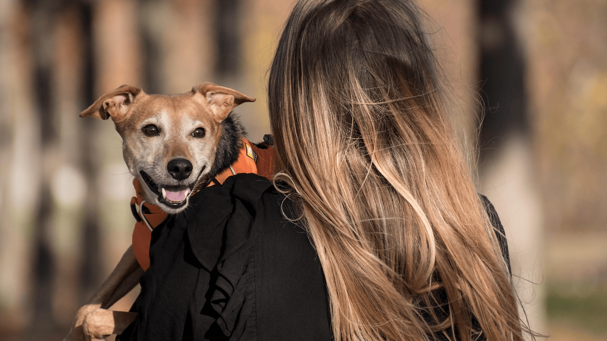 Is your dog your shadow? What the American Kennel Club reveals about ...