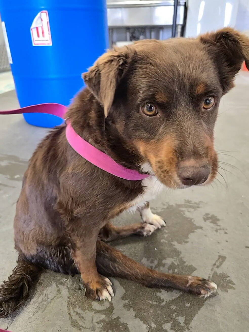 Paralyzed dog wasn't supposed to walk again — then she proves everyone ...