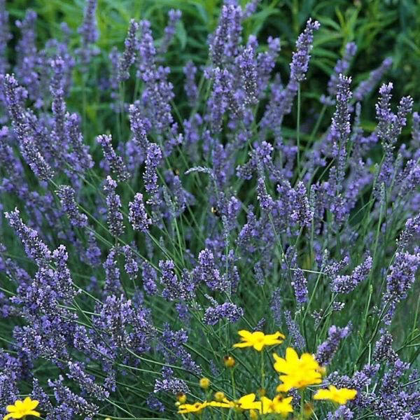 Every garden needs one plant that thrives on neglect – these are the 6 ...