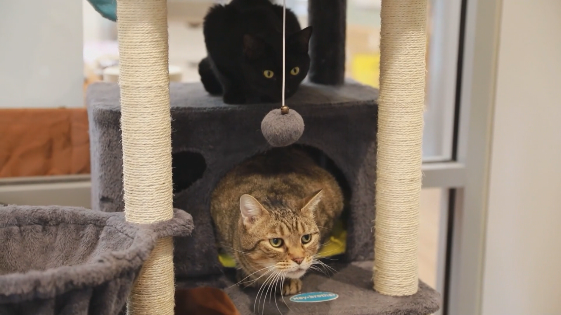 Pet Pals TV: Purr Con to host world premiere of cat documentary