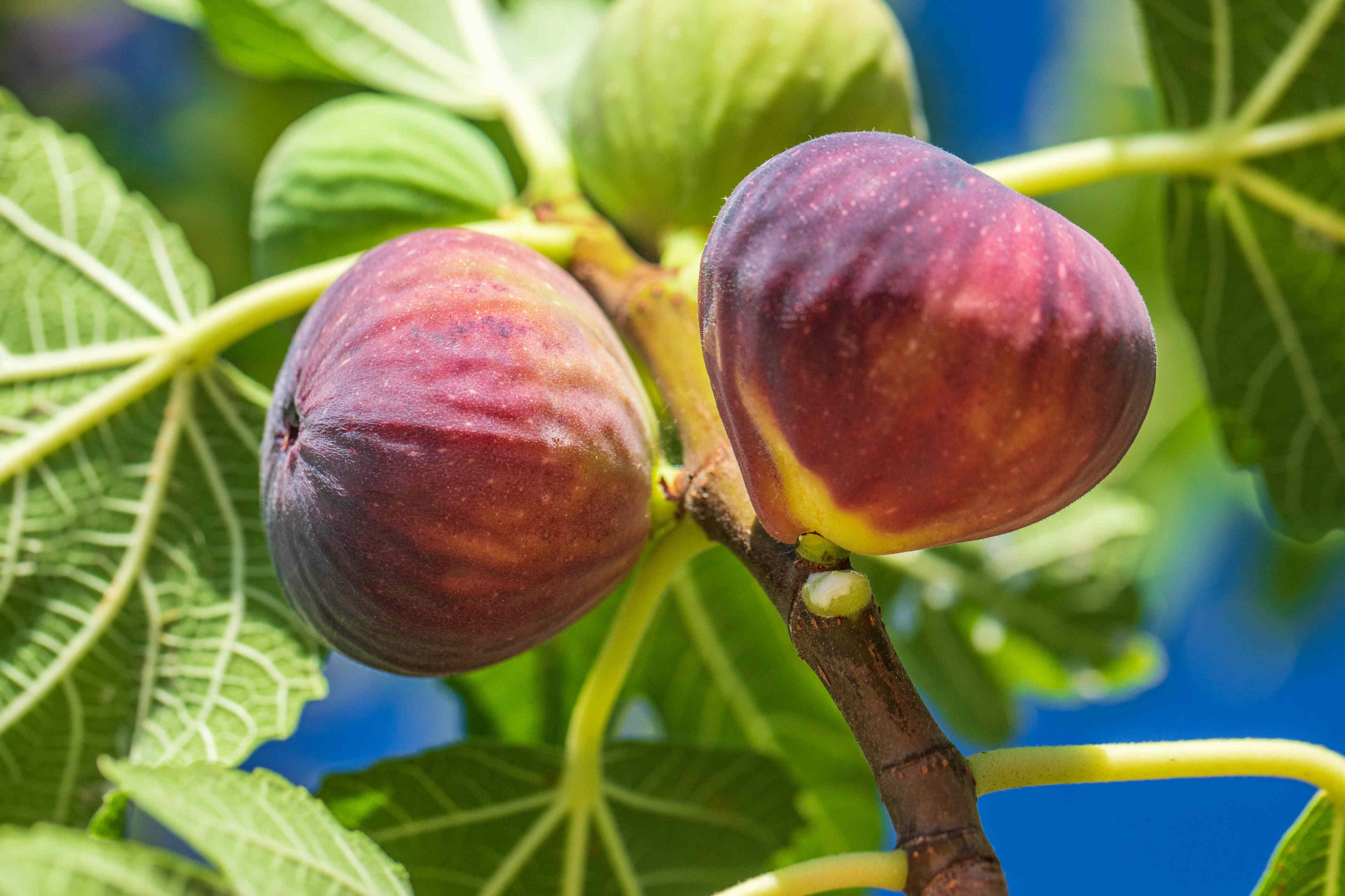 How to propagate a fig tree and enjoy fresh fruit year after year