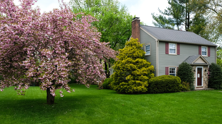 15 small trees that won't overtake your yard