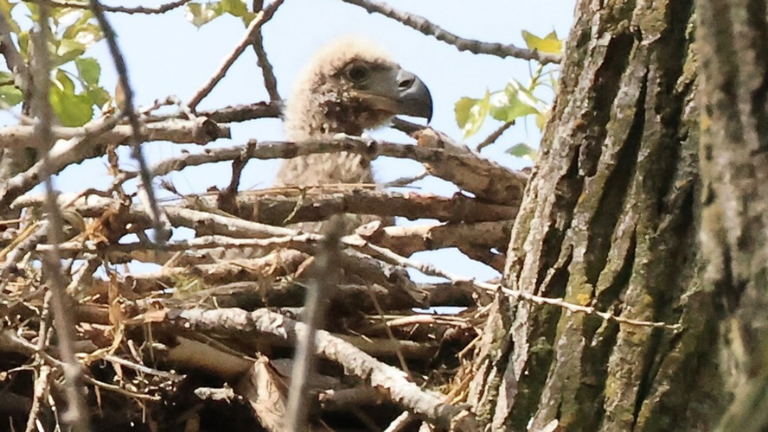 Two eaglets born in Chicago for the first time in over 100 years