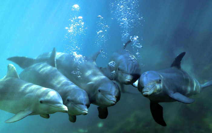 Meet 15 animal species redefining sleep science