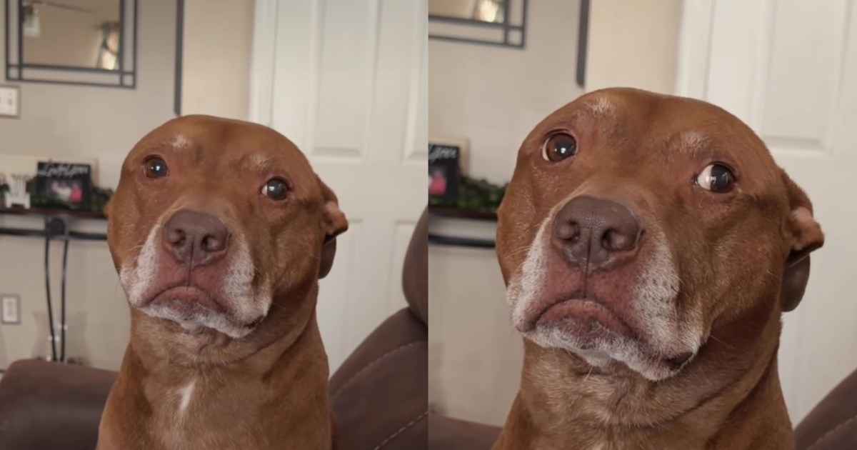 Rescue dog pulls the same move every time mom makes the wrong decision