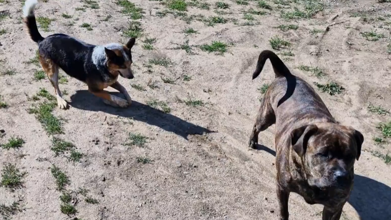 Dog obsessed with playing with a rock