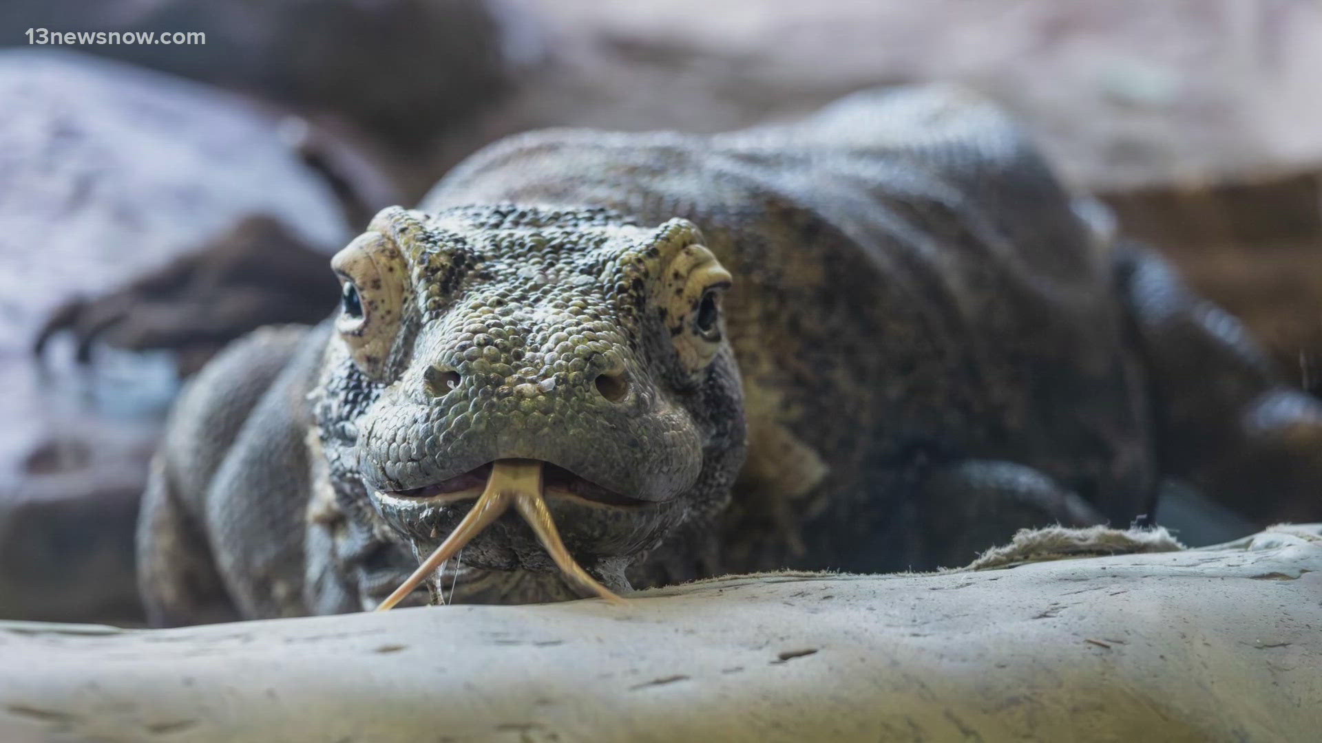 Meet Voltron, the newest reptile at the Virginia Aquarium