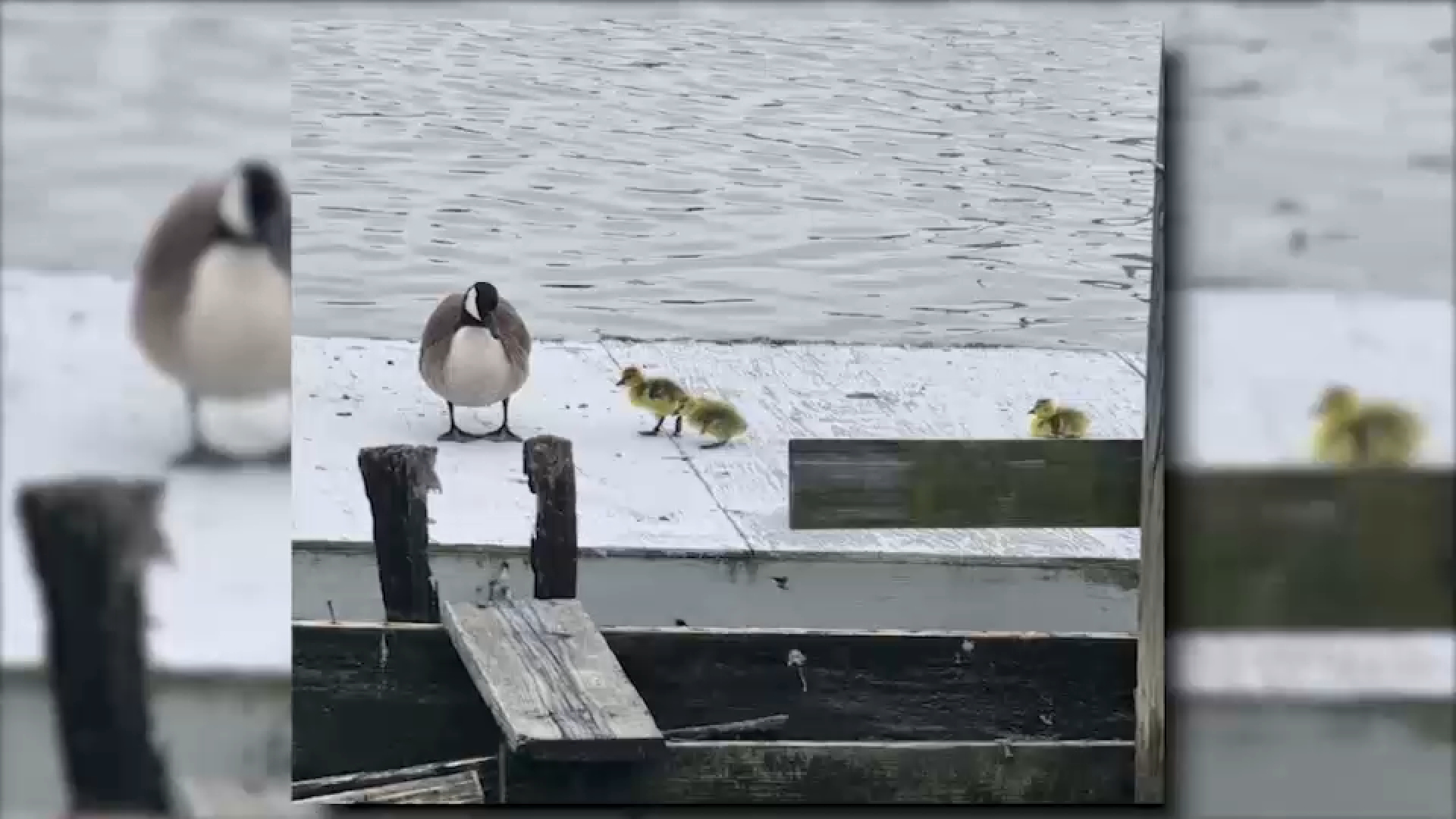 Police searching for man who allegedly strangled goose to death in ...