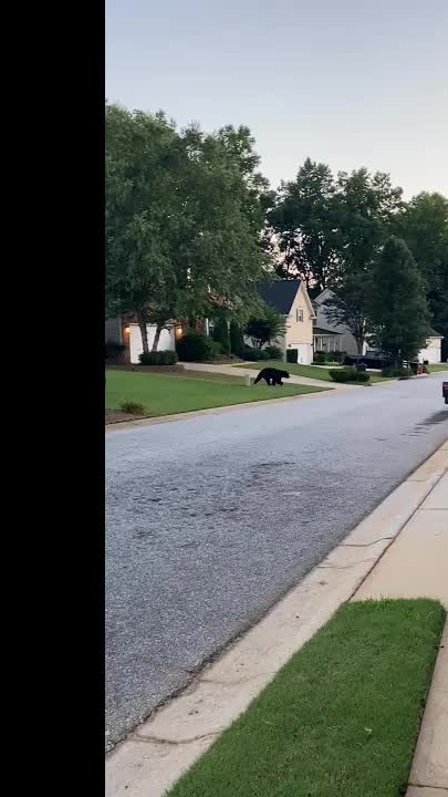 Bear spotted running through Travelers Rest neighborhood