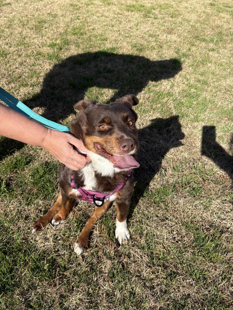 Paralyzed dog wasn't supposed to walk again — then she proves everyone ...