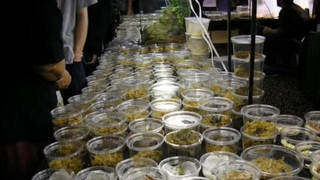 Exotic pet market used loopholes to bypass official wildlife import ...