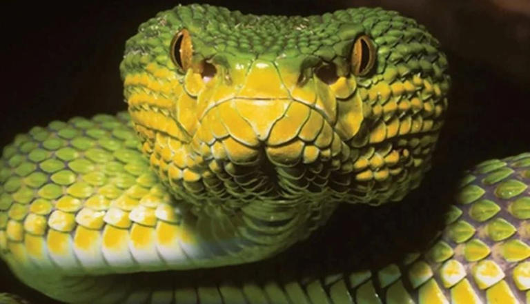 Una serpiente enigmática descubierta en Myanmar desafía la lógica de la ...