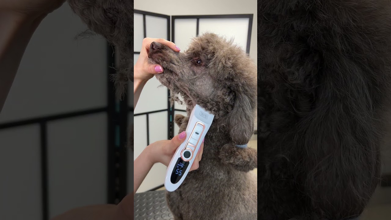 Transforming a brown poodle: Satisfying grooming session & fluffy makeover!