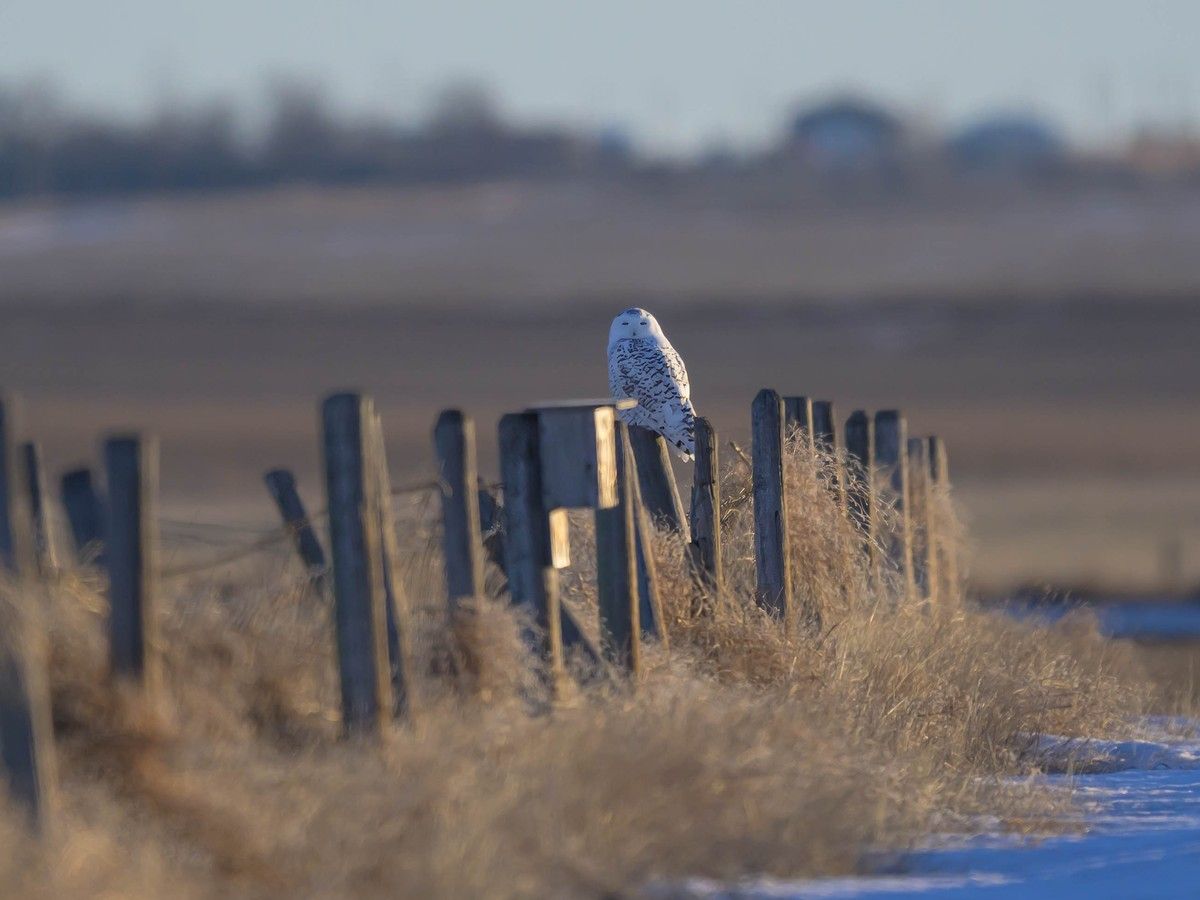 Foothills County landowners rejoice after regulator turns down proposal ...