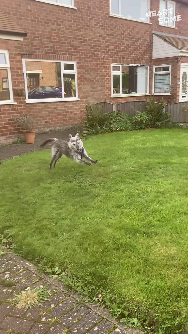 Dog with zoomies tries to catch its tail – hilarious puppy moment