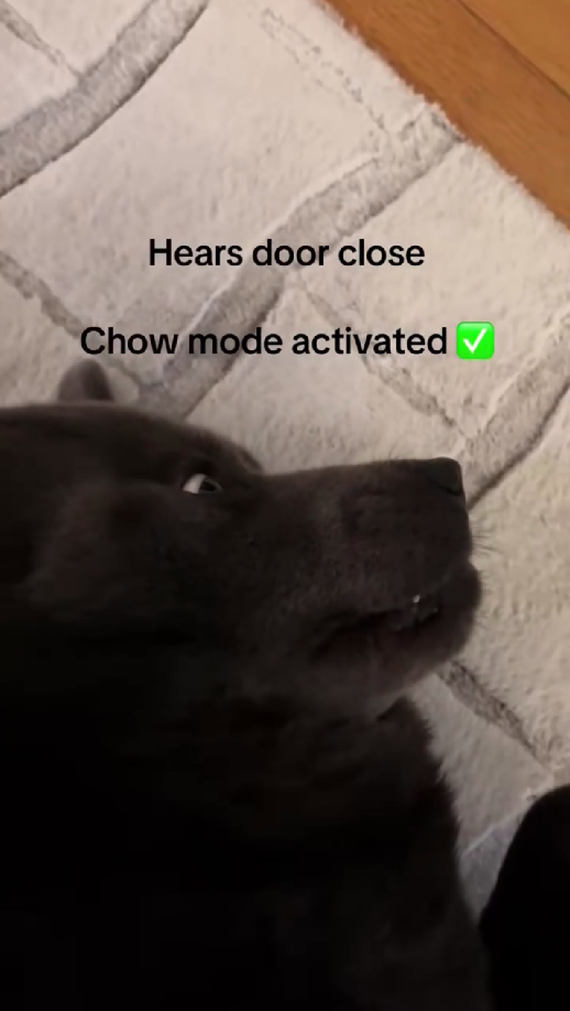 Funny chow chow puppy bear playing dead or just tired