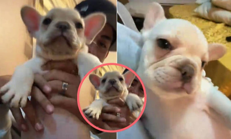 Joven presume que su perrito es la versión real de "Pibble"