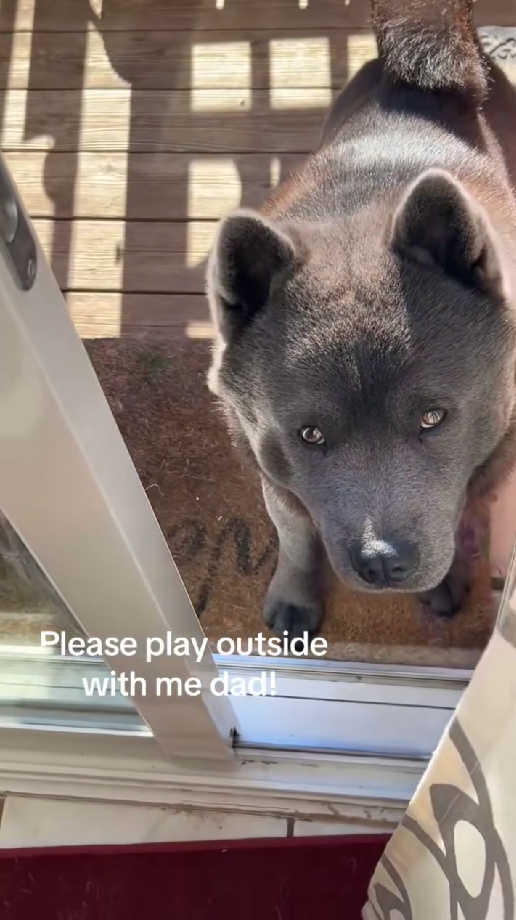 Fluffy chow chow puppy with stunning sparkly eyes