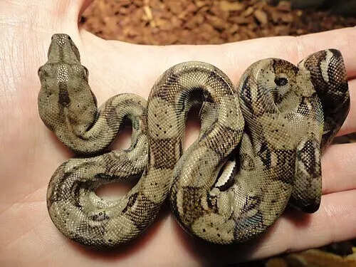 Not all snakes slither: Scientists explain the strange straight-line ...