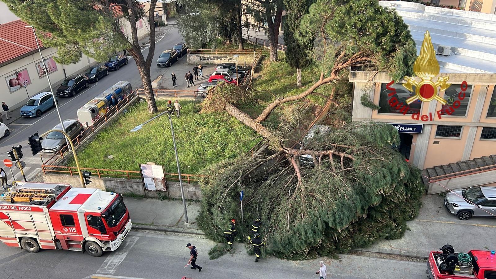 Pino caduto, l’area mai censita: "Controlli a tappeto sugli alberi"