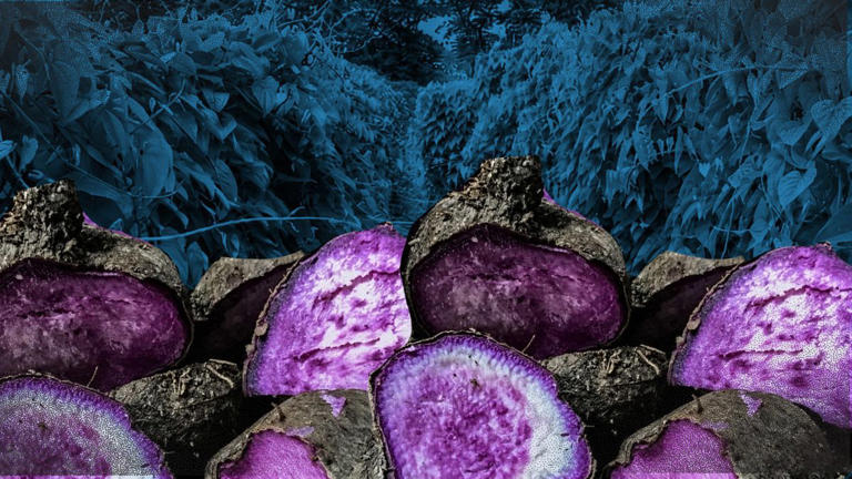 Global ube boom highlights problems for Filipino farmers
