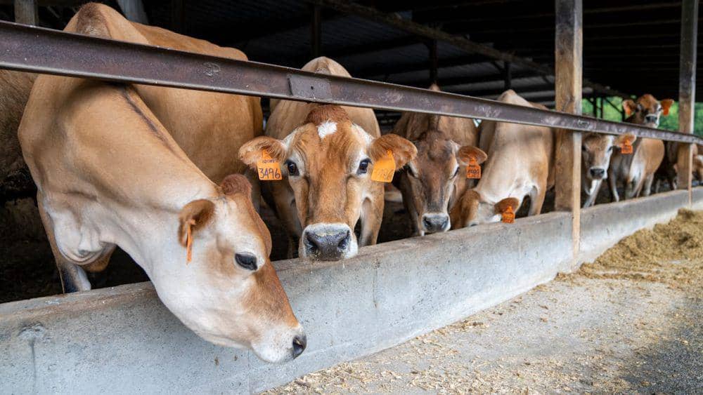 Harga Sapi Kurban 2026: Rentang Terbaru - Wajah Batam News