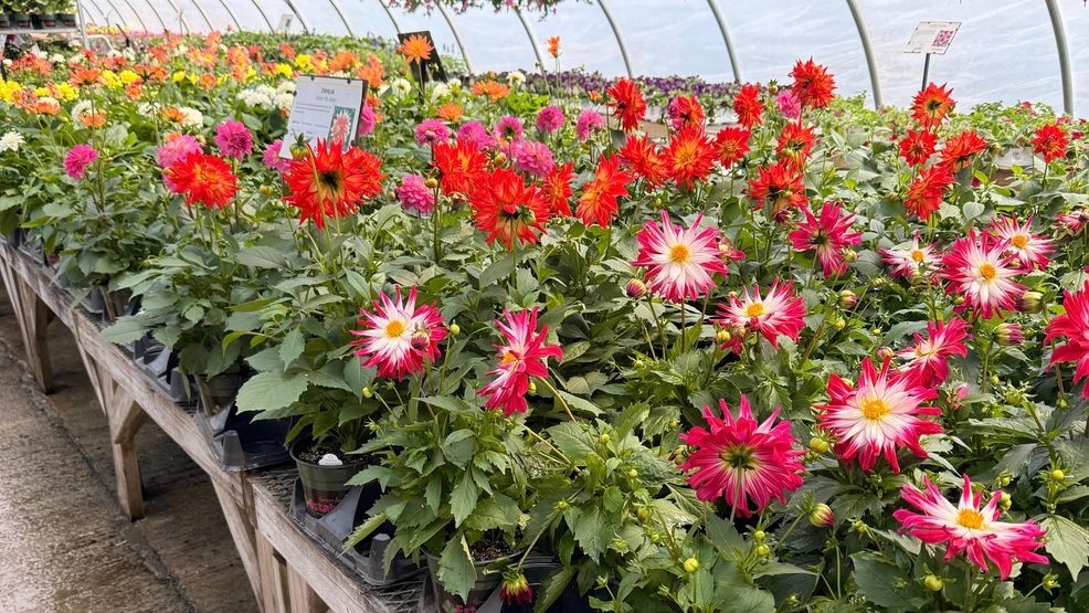 Mainers are gearing up for summer: How to plant a successful garden ...