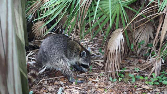 In battle against Burmese pythons, Florida officials turn to raccoons